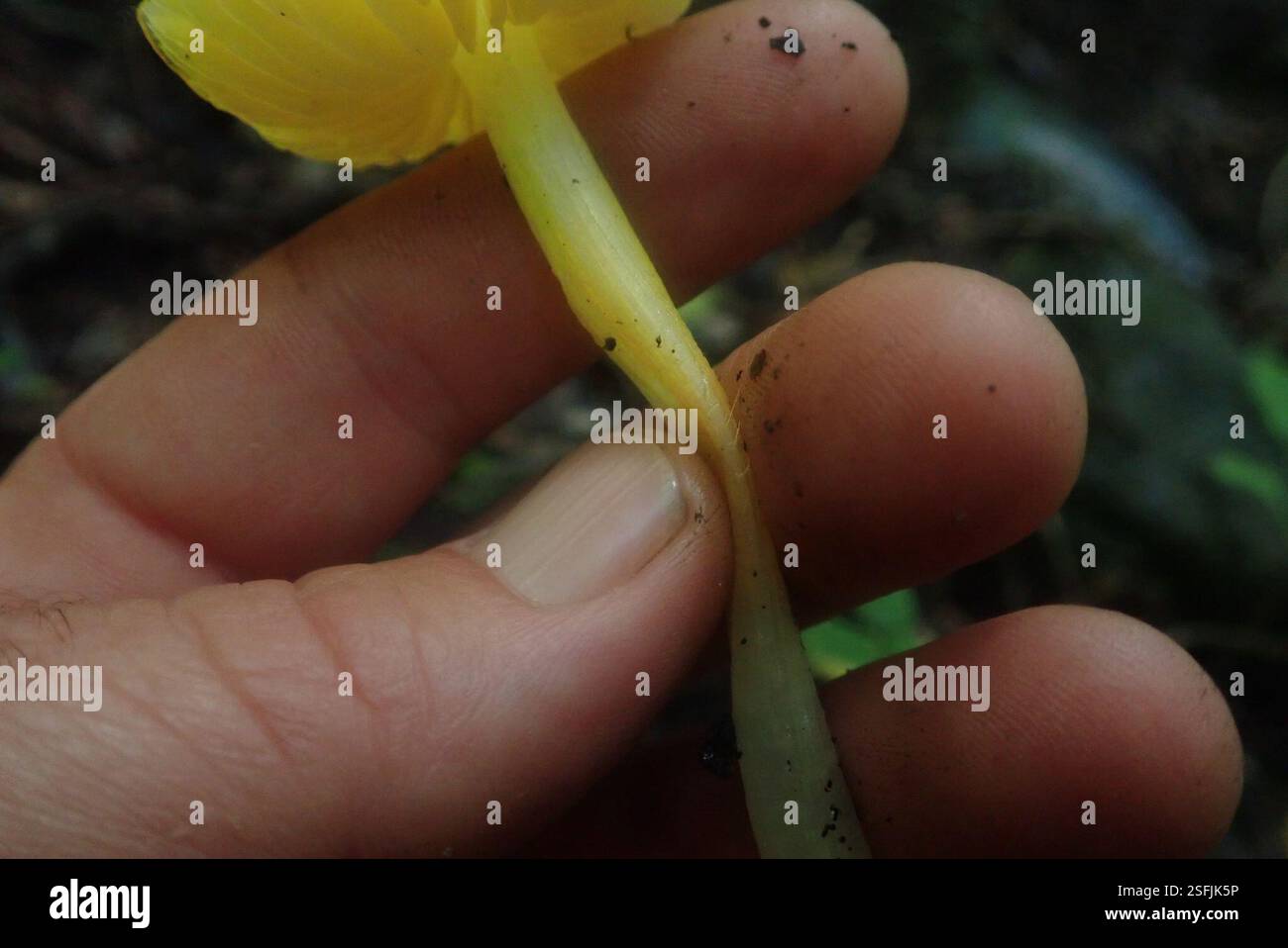 Golden Waxcap (Hygrocybe chlorophana), Fungi, Ehlanzeni District ...