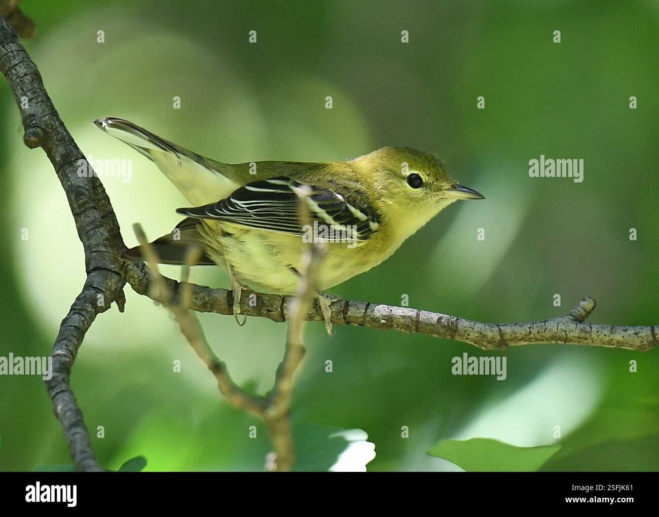 Bay-breasted Warbler (Setophaga castanea), Aves, Carondelet Park, St ...