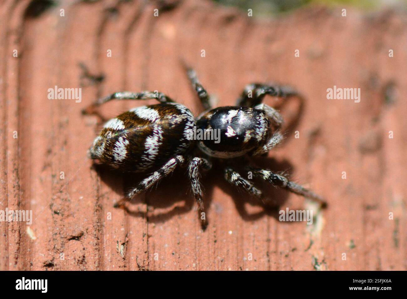 Zebra Jumping Spider (Salticus scenicus), Arachnida, 5070 Frick ...