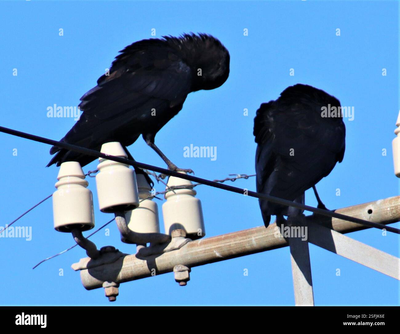 Cape Crow (Corvus capensis capensis), Aves, Sarah Baartman District ...
