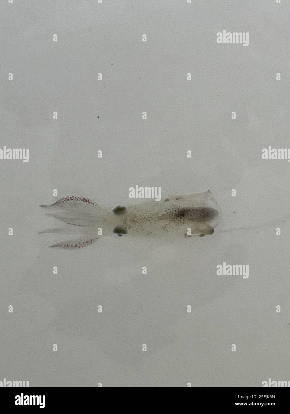 Atlantic brief squid (Lolliguncula brevis), Mollusca, Lydia Ann Channel ...