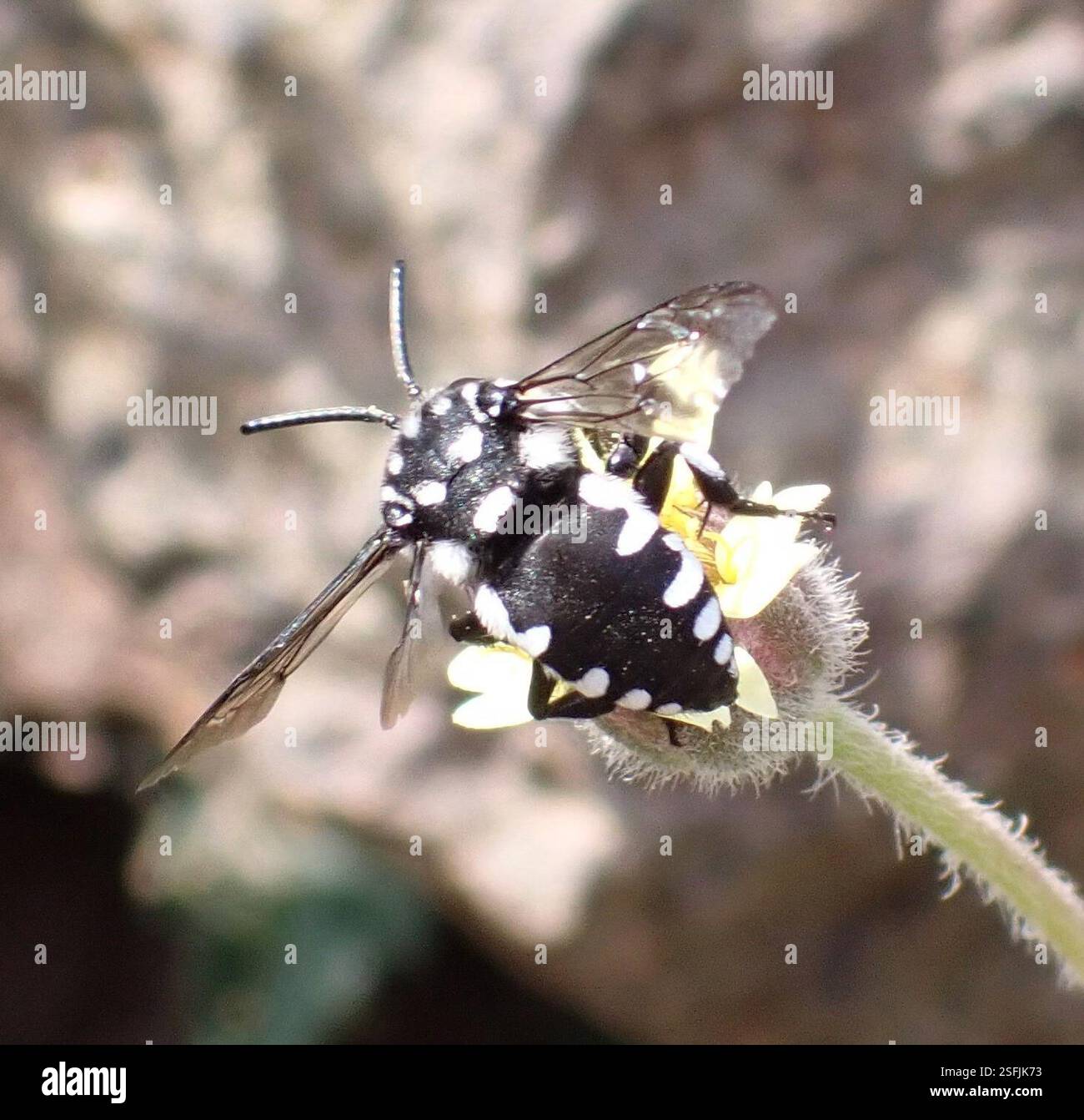 (Thyreus batelkai), Insecta, Santo Antão, Cape Verde, CV Stock Photo ...