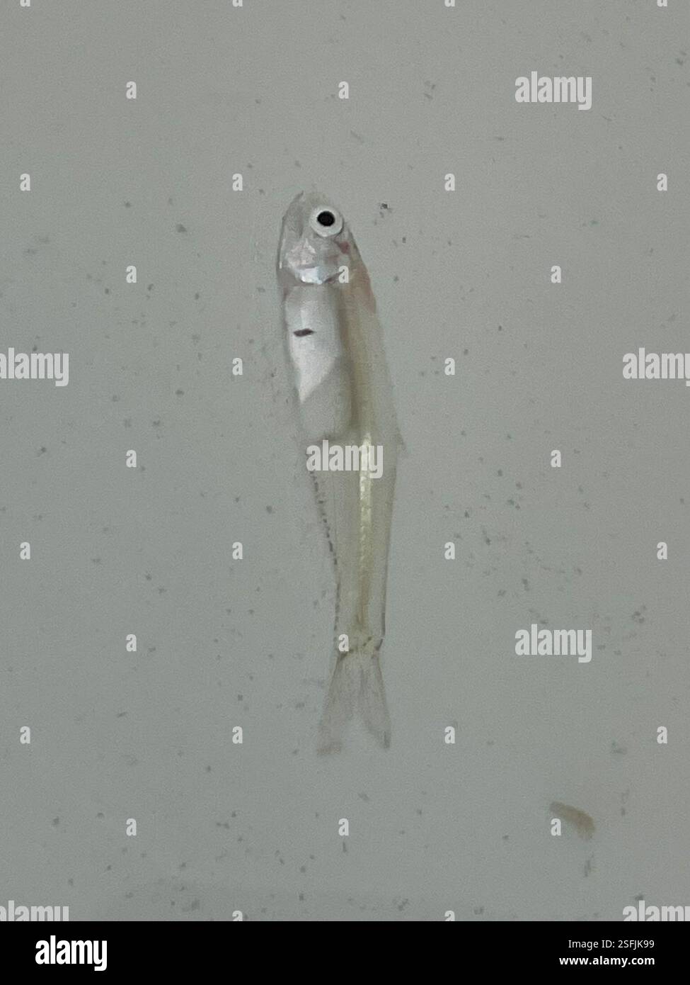 Bay Anchovy (Anchoa mitchilli), Actinopterygii, Lydia Ann Channel, TX ...