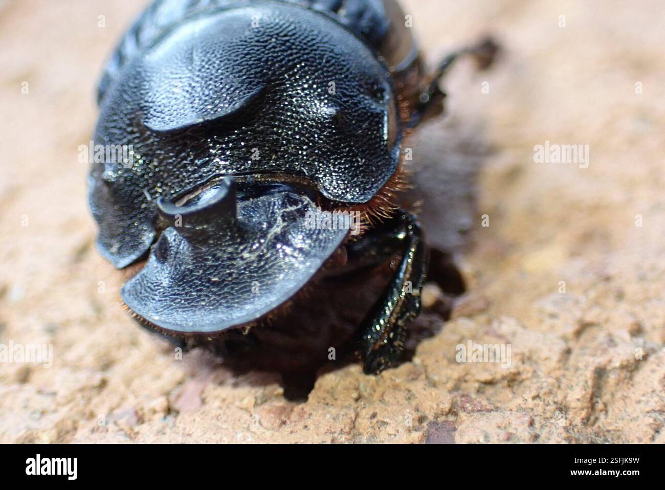 (Copris elphenor), Insecta, Sabiepark, Sabie Park, 1260, South Africa ...