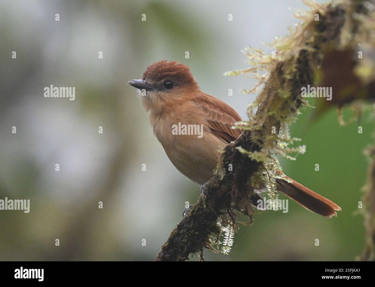 Cinnamon Becard (Pachyramphus cinnamomeus), Aves, Amagusa Preserva ...