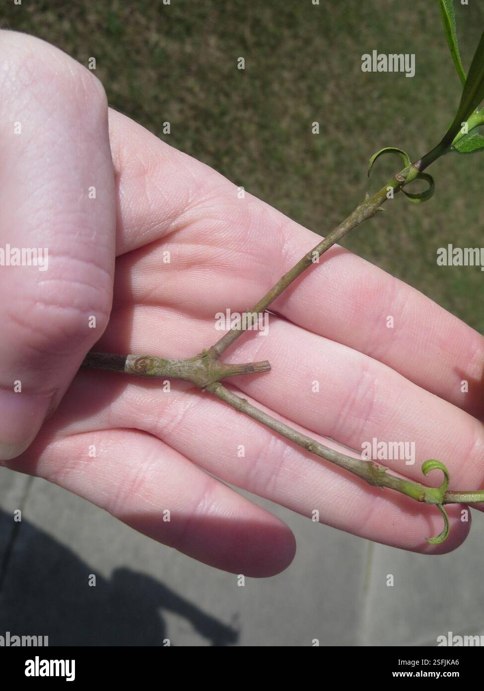 American olive (Cartrema americana), Plantae, Windsor Forest, Savannah ...