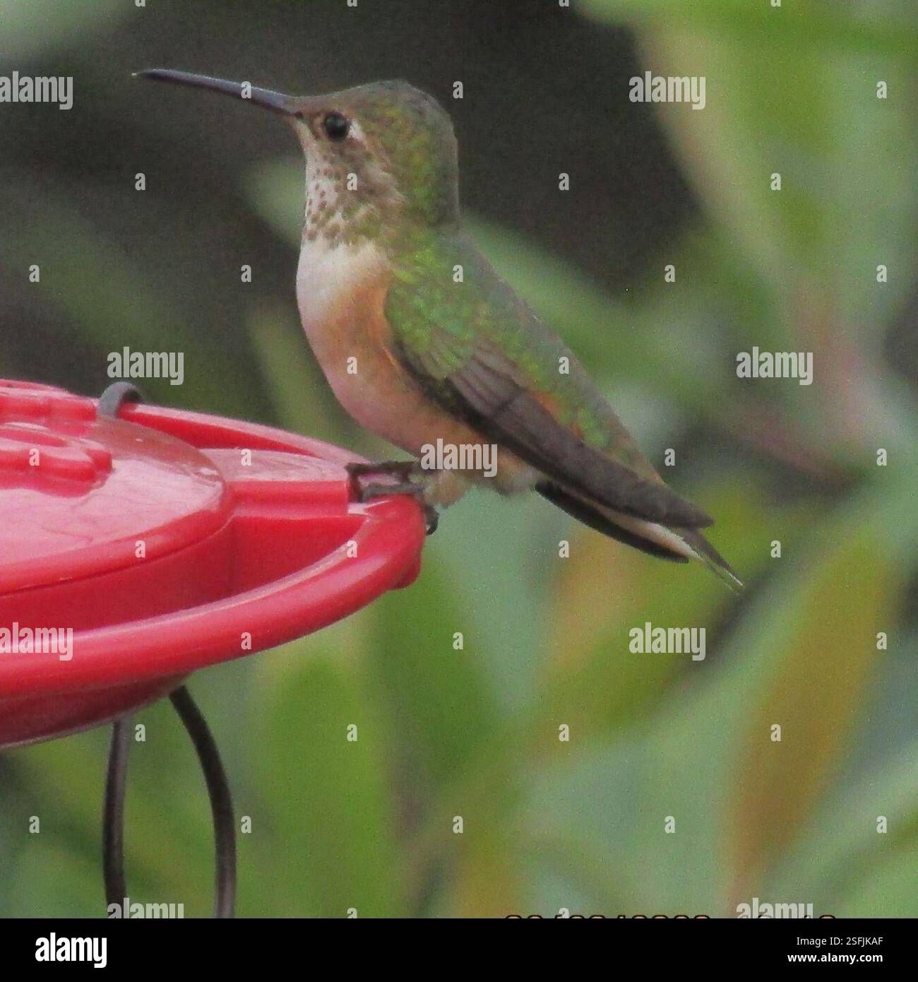 Rufous, Allen's, and Allied Hummingbirds (Selasphorus), Aves, Kenneth ...