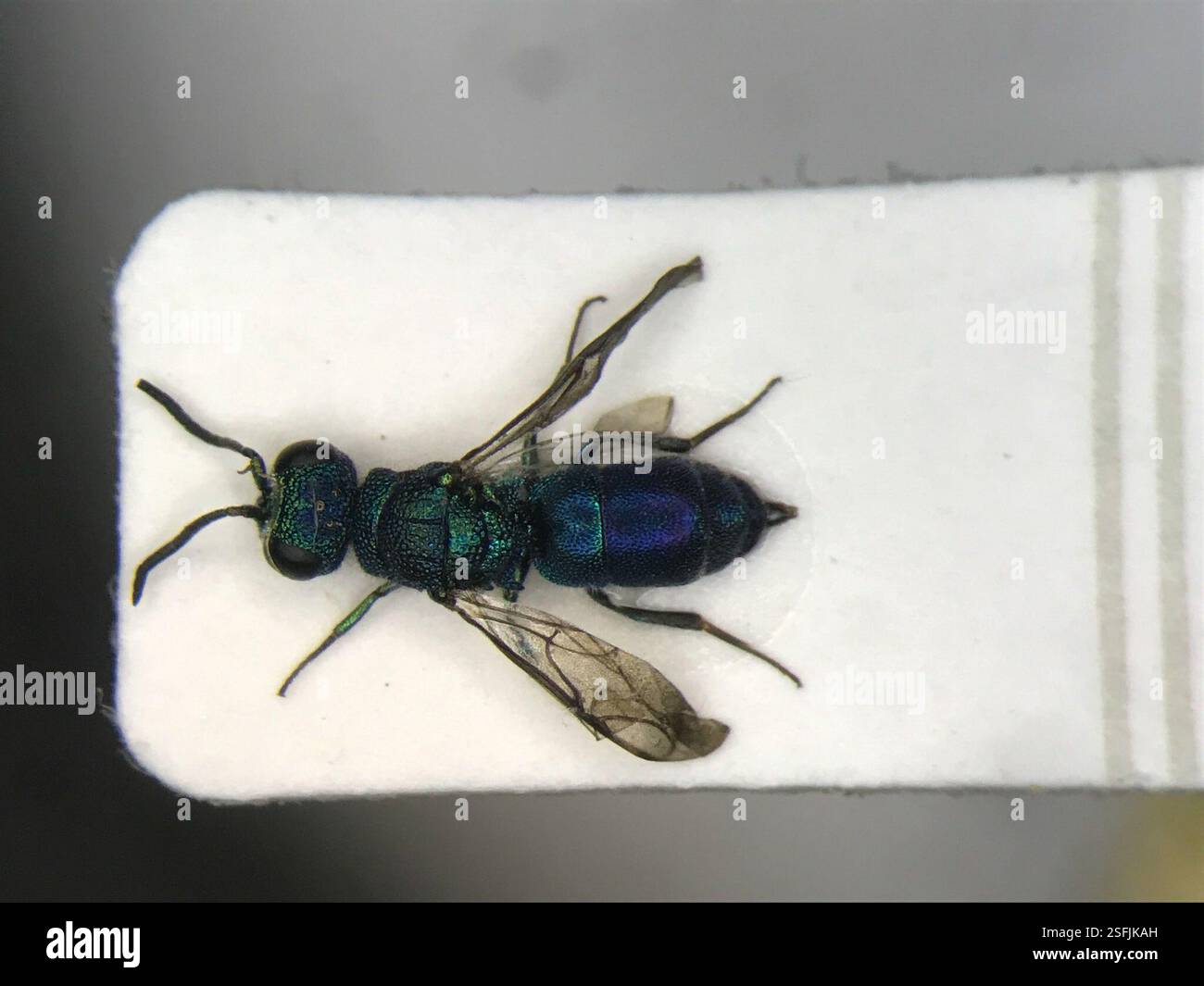 (Caenochrysis doriae), Insecta, Capitale-Nationale, QC, Canada Stock ...