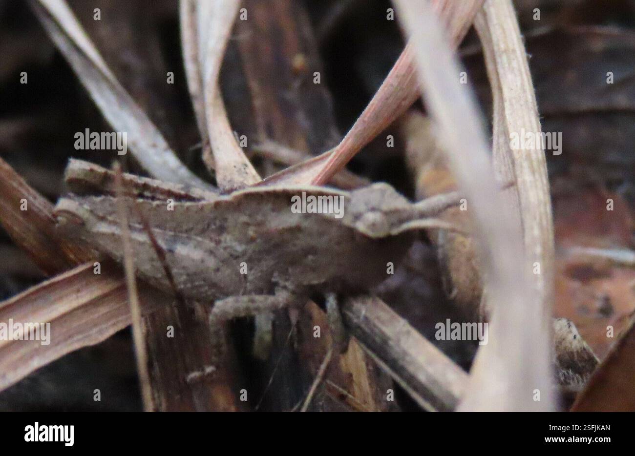Green-striped Grasshopper (Chortophaga viridifasciata), Insecta ...