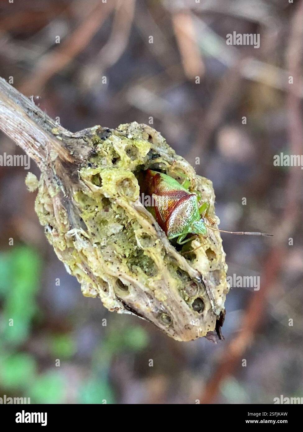 thimbleberry gallmaker (Diastrophus kincaidii), Insecta, Lulu Island ...