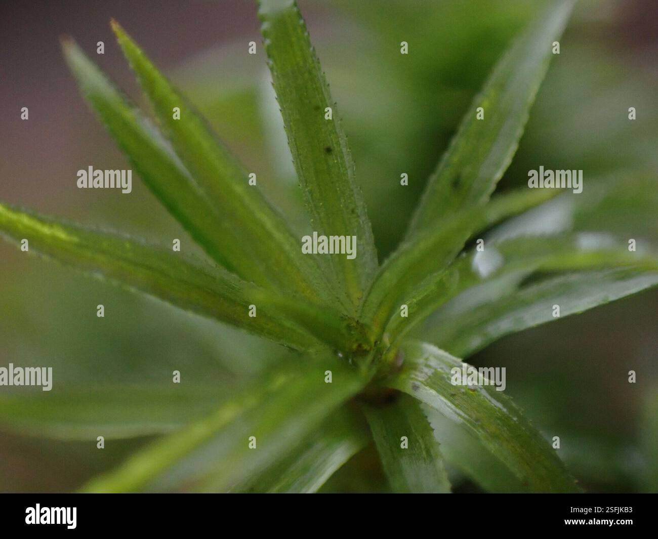 contorted pogonatum moss (Pogonatum contortum), Plantae, Comox ...