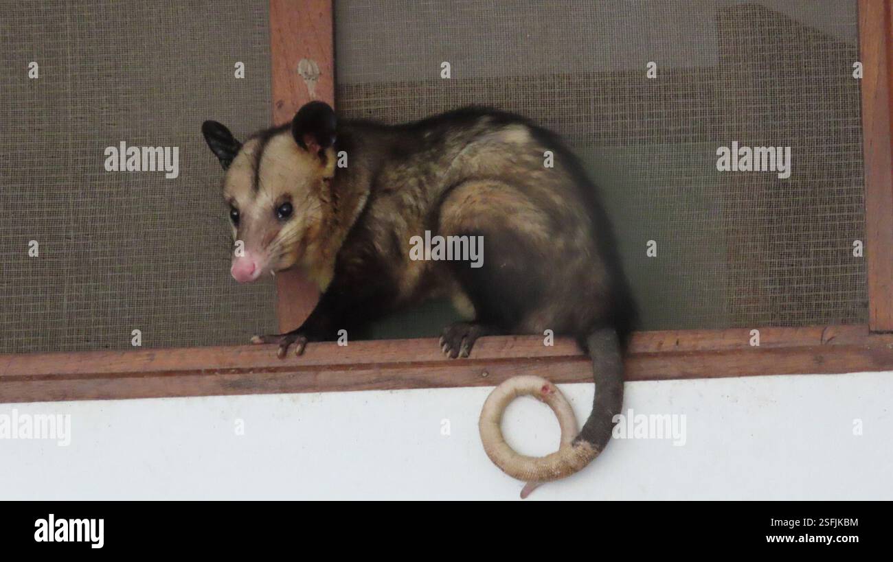 Southern Opossum (Didelphis marsupialis), Mammalia, El Zamorano ...