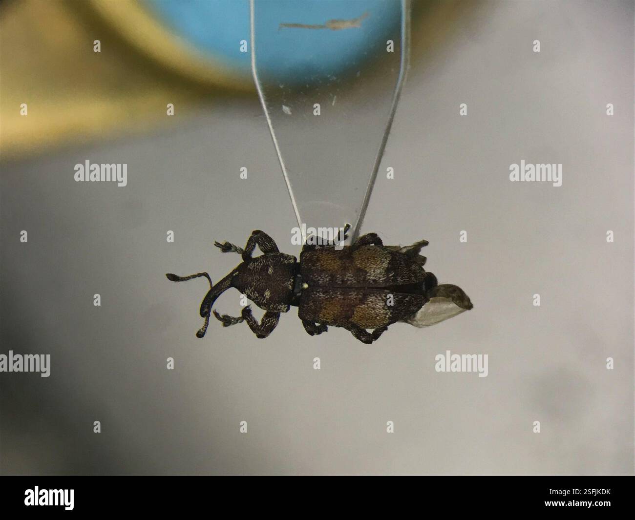 (Pissodes similis), Insecta, Capitale-Nationale, QC, Canada Stock Photo ...