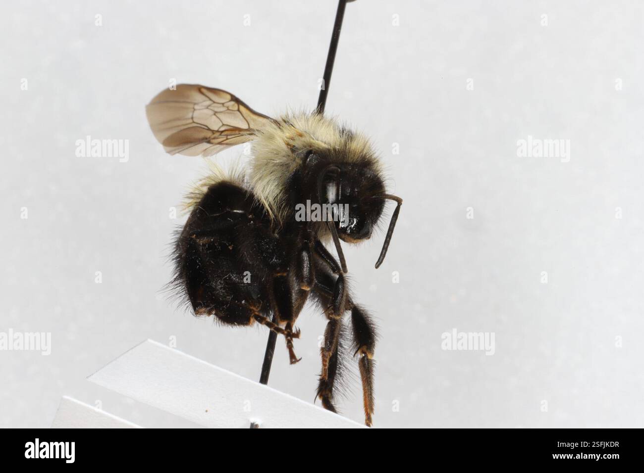Sanderson's Bumble Bee (Bombus sandersoni), Insecta, Rainy River ...
