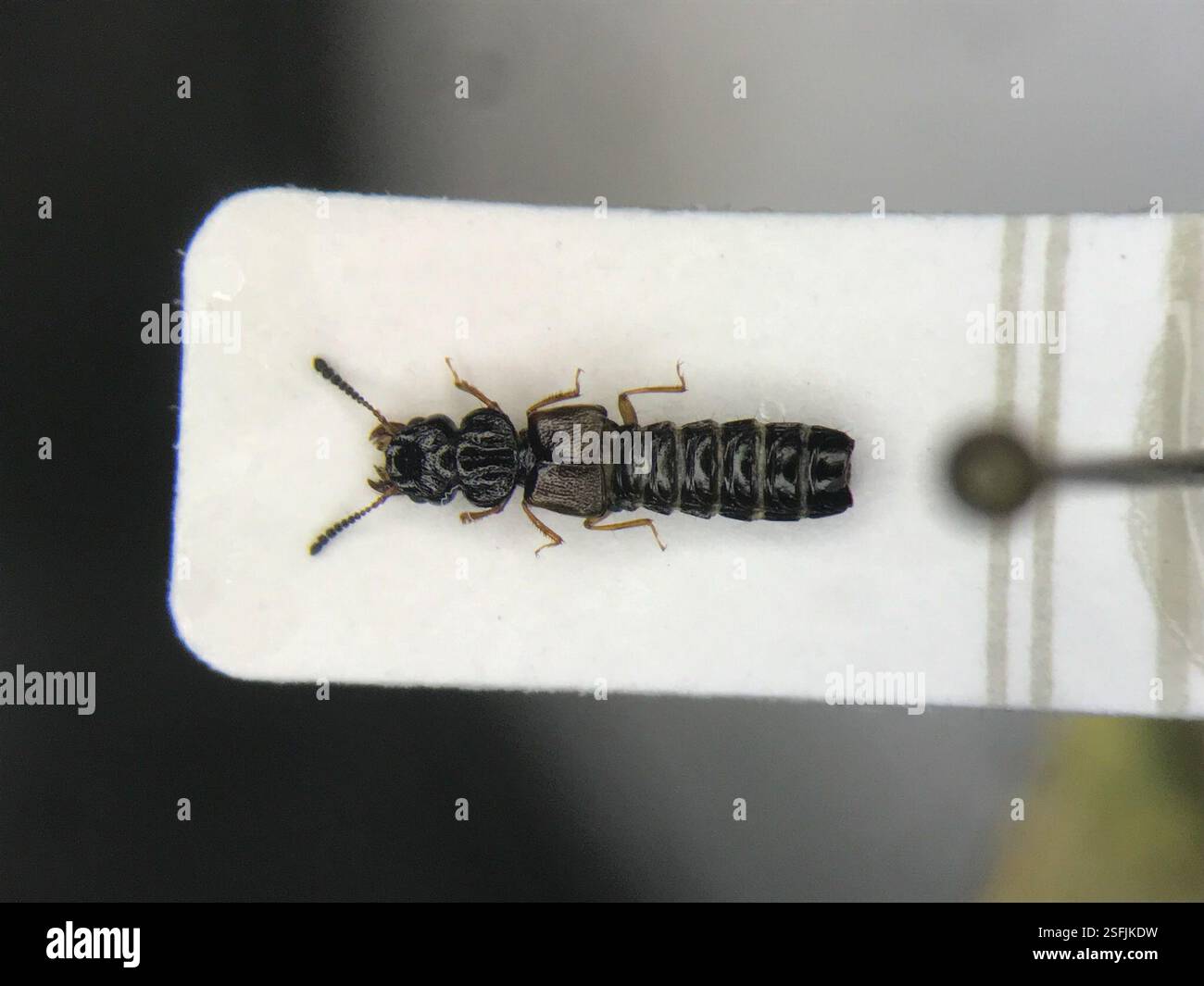 (Oxytelus laqueatus), Insecta, Capitale-Nationale, QC, Canada Stock ...