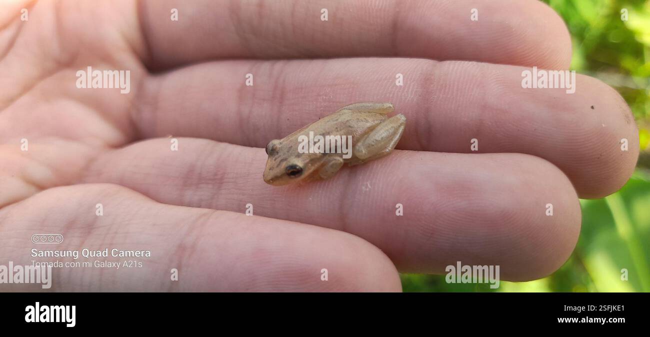 Panama Snouted Tree Frog (Scinax altae), Amphibia, Antón, Panamá Stock ...
