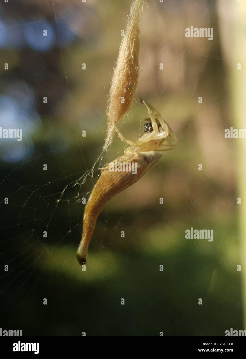 Tailed forest spider (Arachnura feredayi), Arachnida, Wellington, New ...