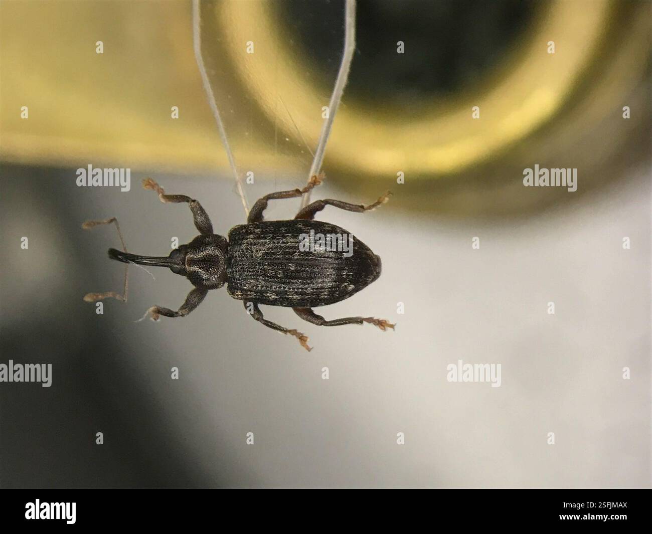 Willow Weevils (Dorytomus), Insecta, Capitale-Nationale, QC, Canada ...