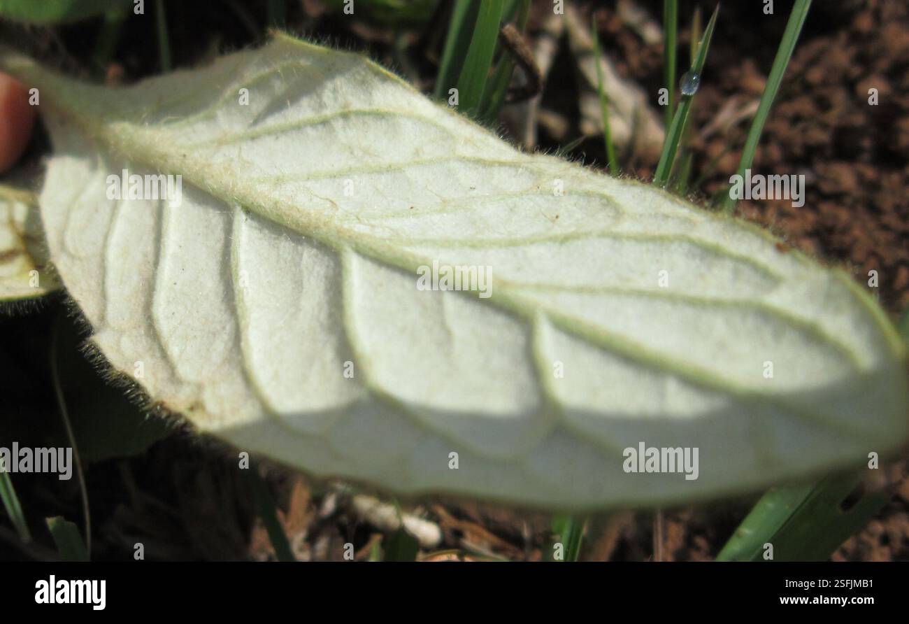 Butter Gerbera (Gerbera ambigua), Plantae, uMgungundlovu District ...
