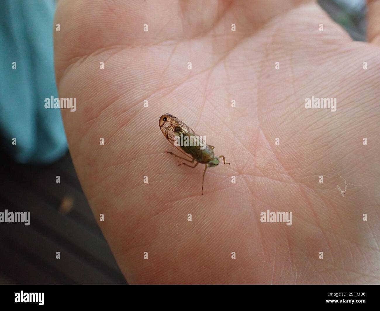 True Bugs, Hoppers, Aphids, and allies (Hemiptera), Insecta, Caravonica ...