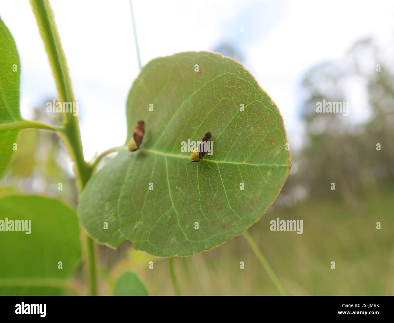 Yellow-headed Leafhopper (Brunotartessus fulvus), Insecta, Dungog ...