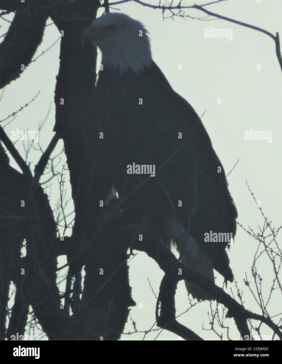 Bald Eagle (Haliaeetus leucocephalus), Aves, Okanagan-Similkameen, BC ...