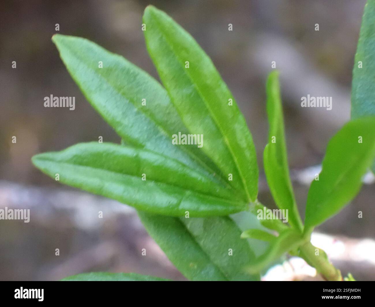 (Zieria alata), Plantae, Mount Carbine QLD 4871, Australia Stock Photo ...