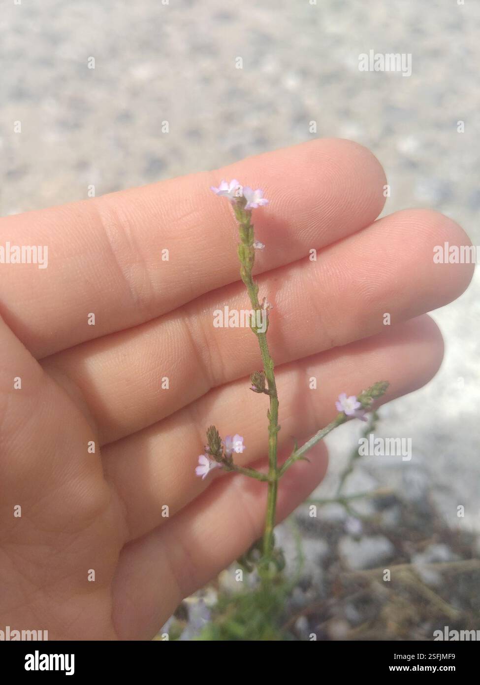Common vervain (Verbena officinalis), Plantae, 40260 Linxe, France ...