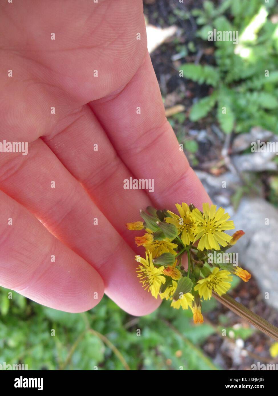 Oriental false hawksbeard (Youngia japonica), Plantae, Windsor Forest ...