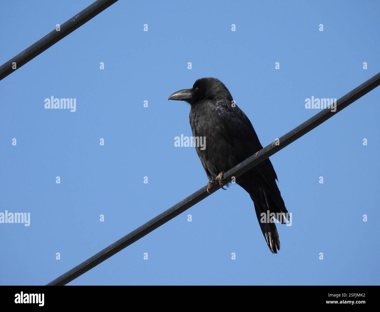 Japanese Crow (Corvus macrorhynchos japonensis), Aves, Saitama, JP ...