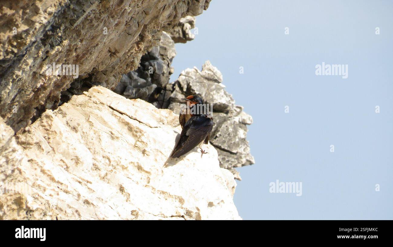Pacific Swallow (Hirundo javanica), Aves, Краби, Таиланд Stock Photo ...