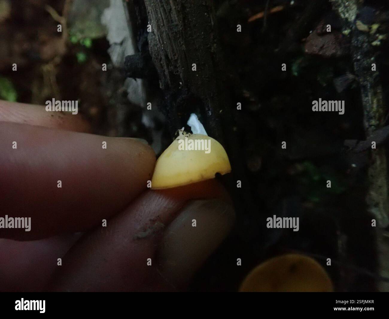 Ehlanzeni district hi-res stock photography and images - Alamy