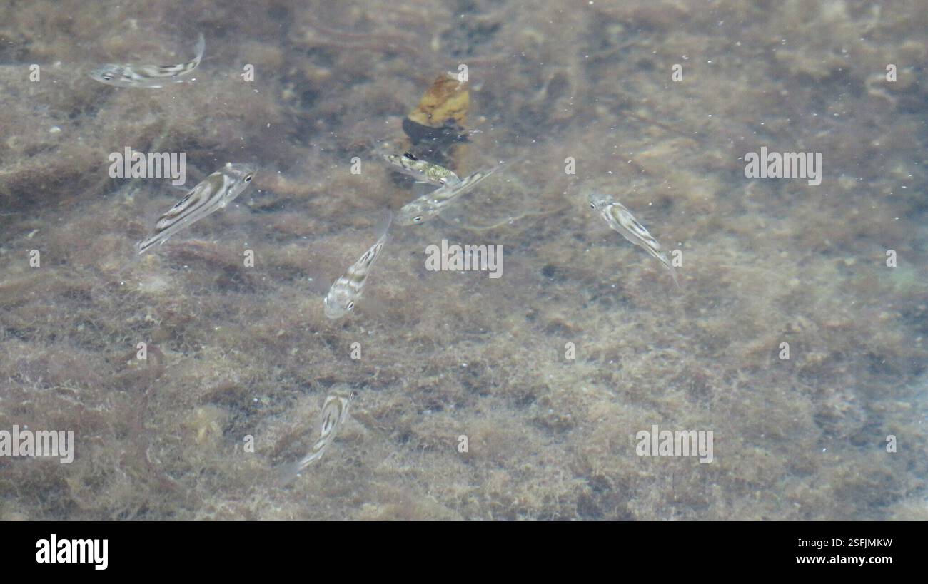 Crescent Grunter (Terapon jarbua), Actinopterygii, Краби, Таиланд Stock ...