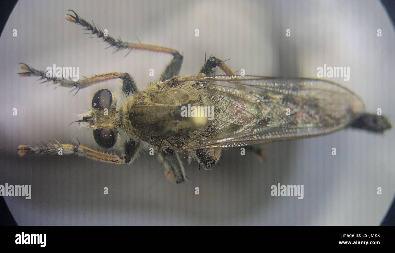 Sand Hammertail (Efferia albibarbis), Insecta, Fremont, NE, US, 17mm ...
