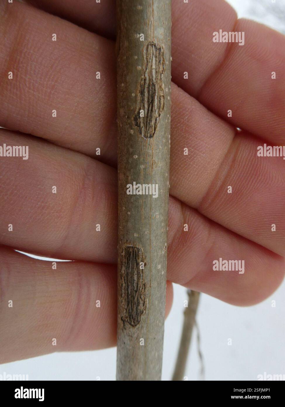 butternut canker (Ophiognomonia clavigignenti-juglandacearum), Fungi ...