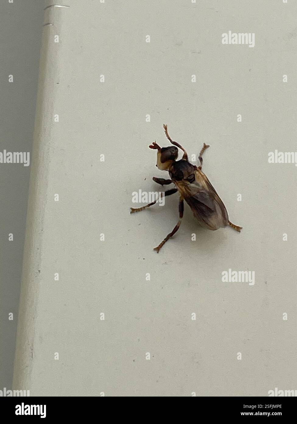 (Myopa), Insecta, Pintail Ln, Natchez, MS, US Stock Photo - Alamy
