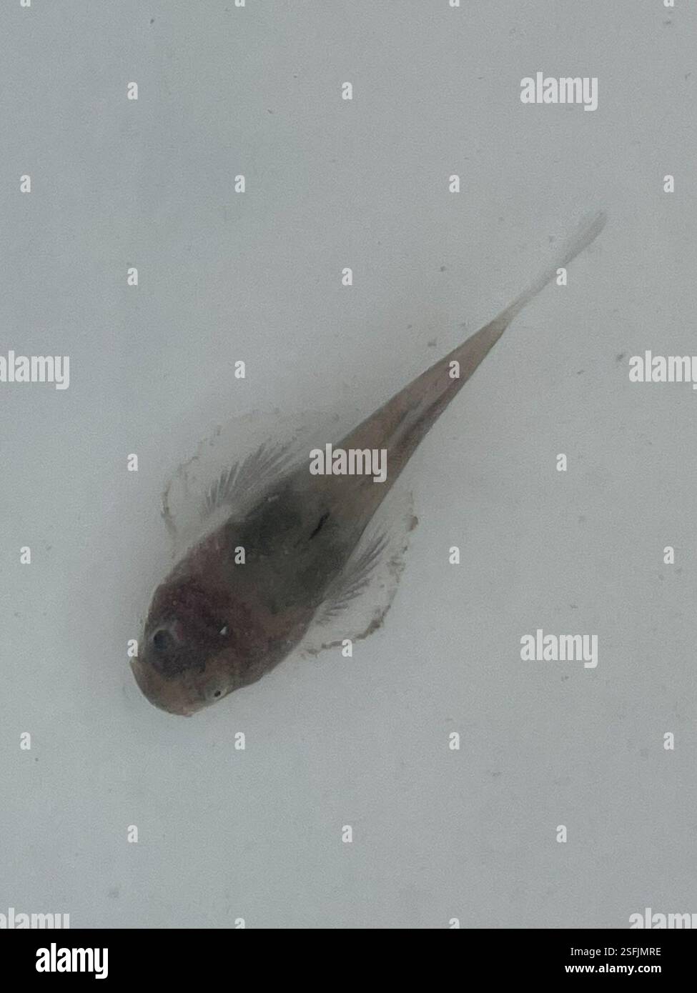 Southern Stargazer (Astroscopus y-graecum), Actinopterygii, Lydia Ann ...