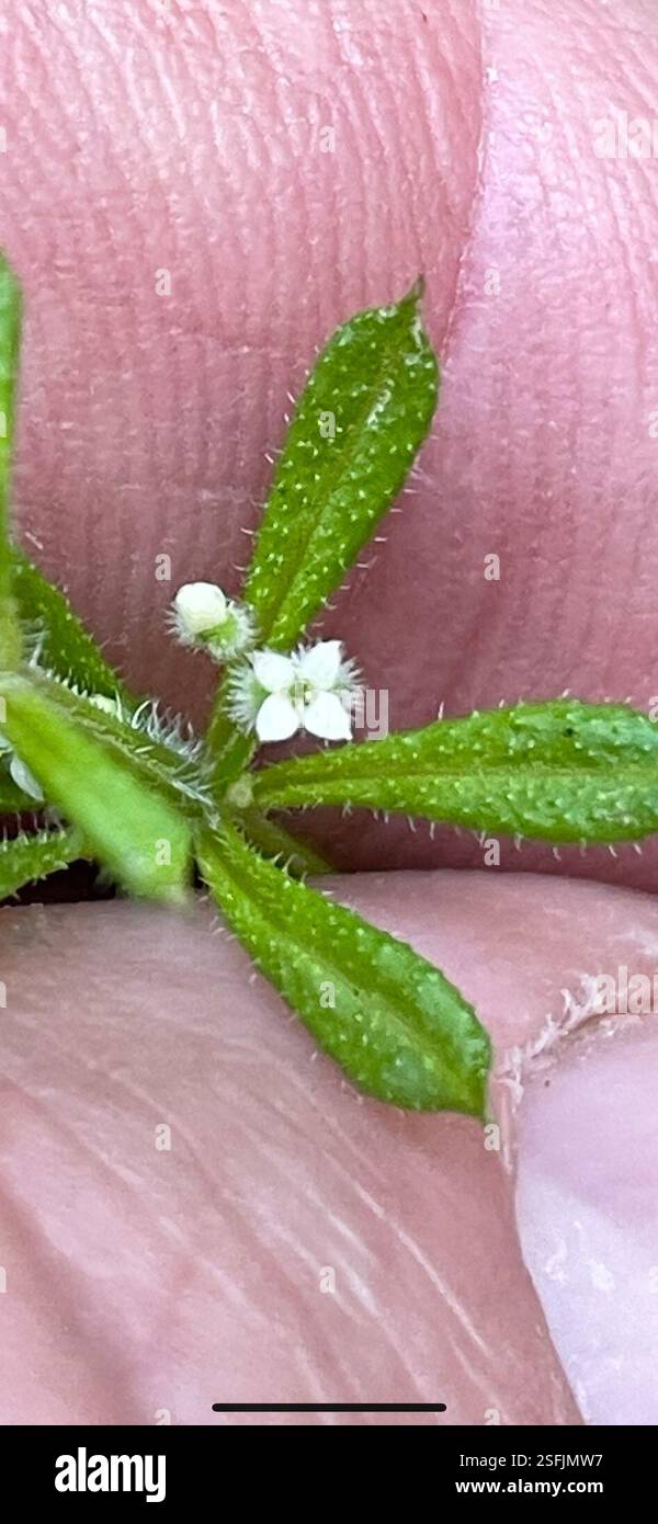 catchweed bedstraw (Galium aparine), Plantae, Lake Rd, Belton, TX, US ...