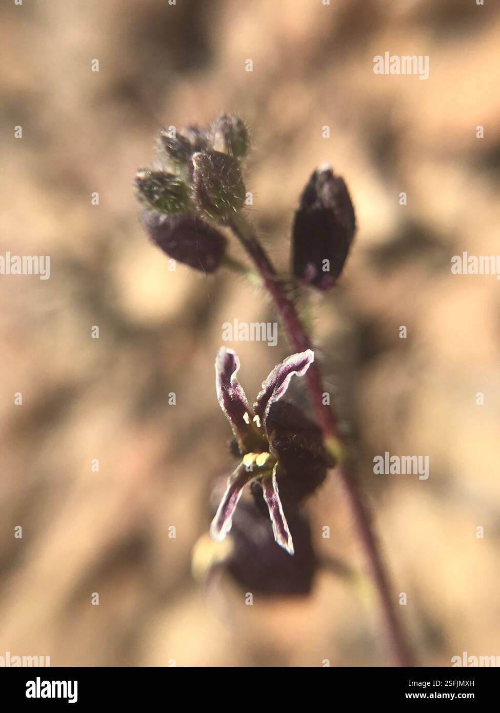 most beautiful jewelflower (Streptanthus glandulosus glandulosus ...