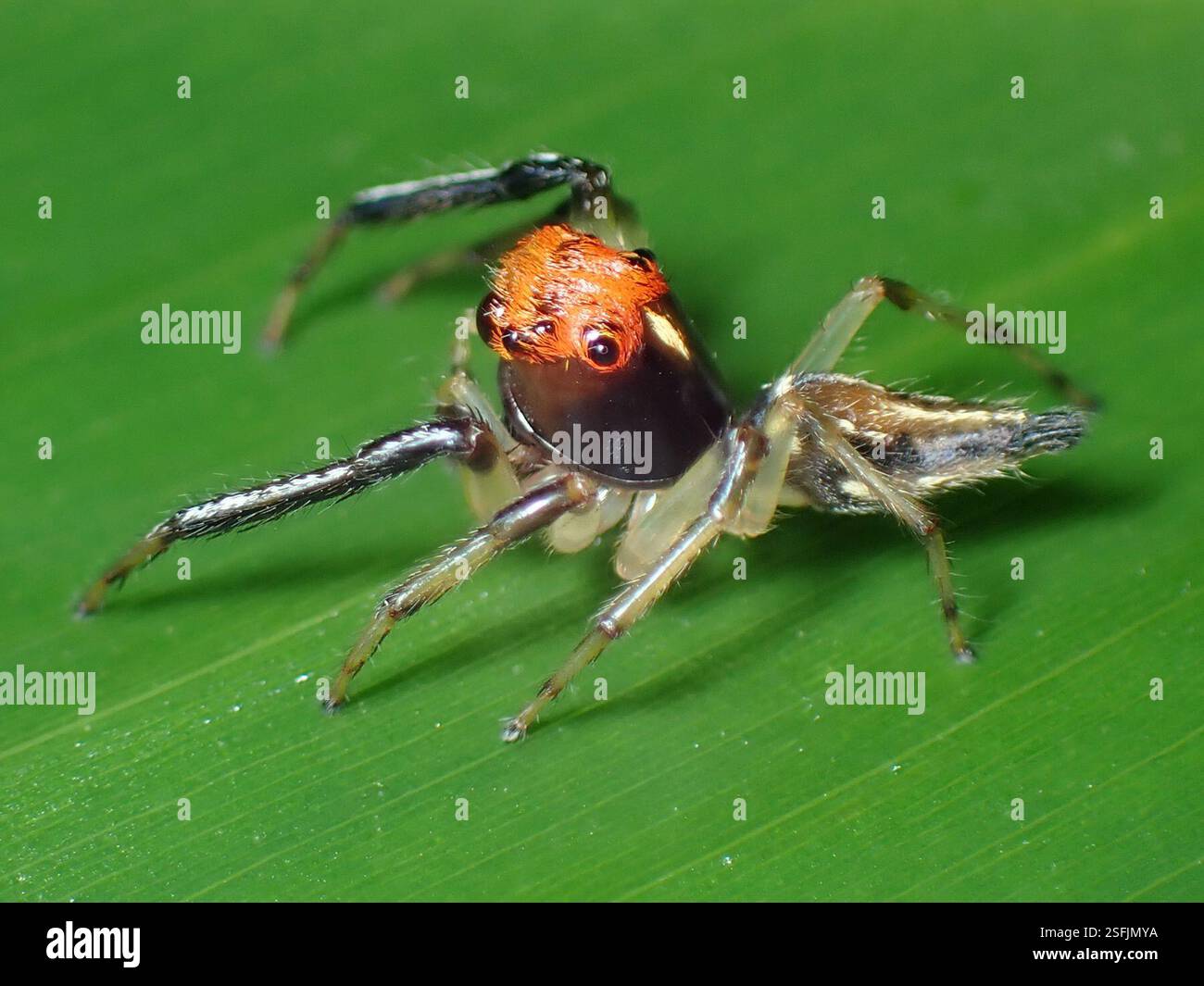 (Hypaeus benignus), Arachnida, La Ceiba, Honduras, H47 Stock Photo - Alamy