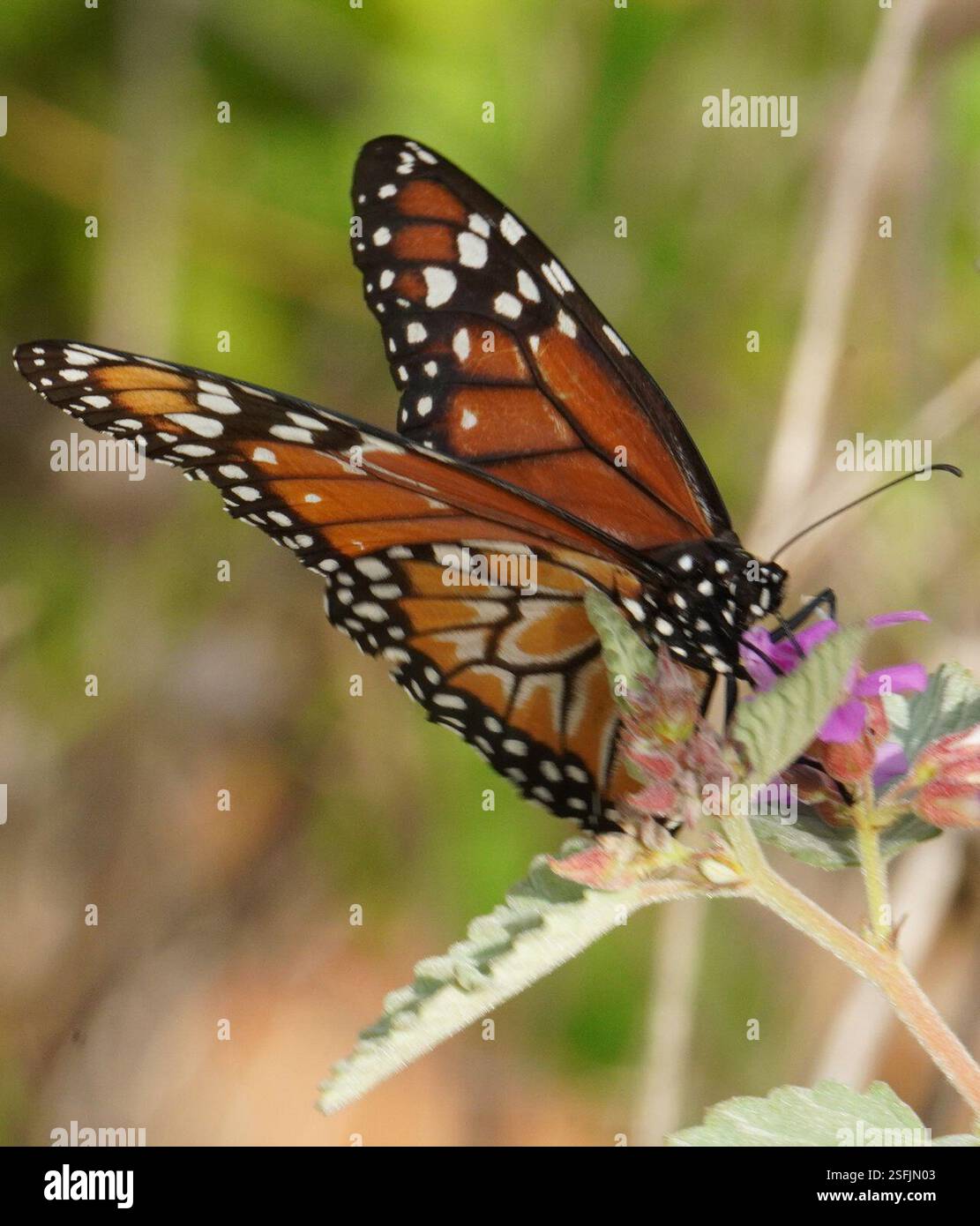 Southern Monarch (Danaus erippus), Insecta, Cabaceiras - State of ...
