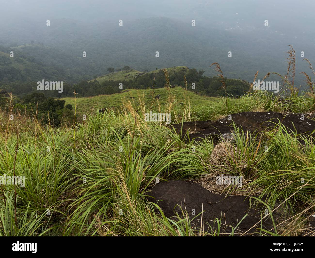 Grasslands and trees on the slopes of Chembra Peak (6980 feet), one of ...