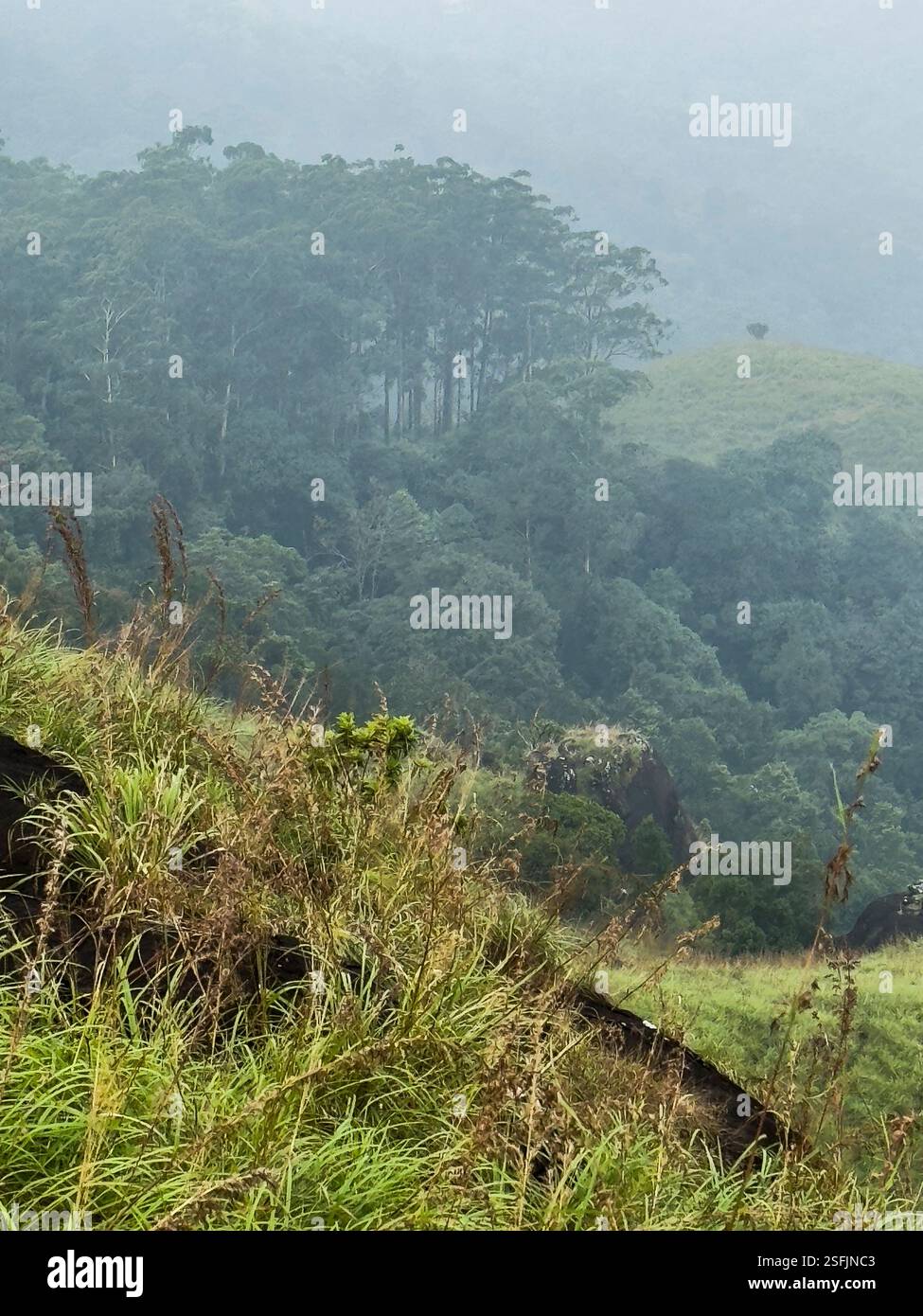 Grasslands and trees on the slopes of Chembra Peak (6980 feet), one of ...