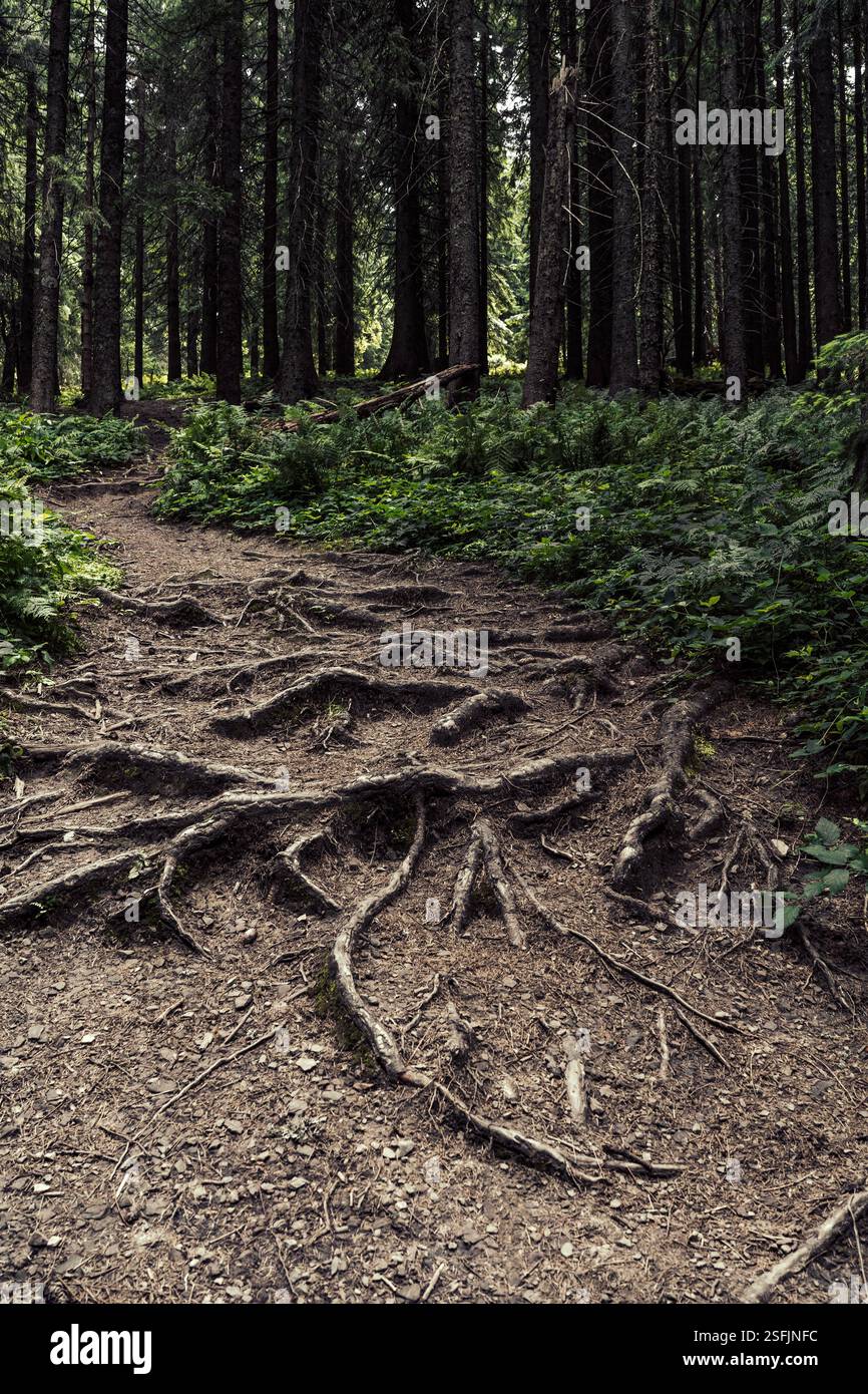 The twisted roots of the trees have surfaced along the forest trail ...