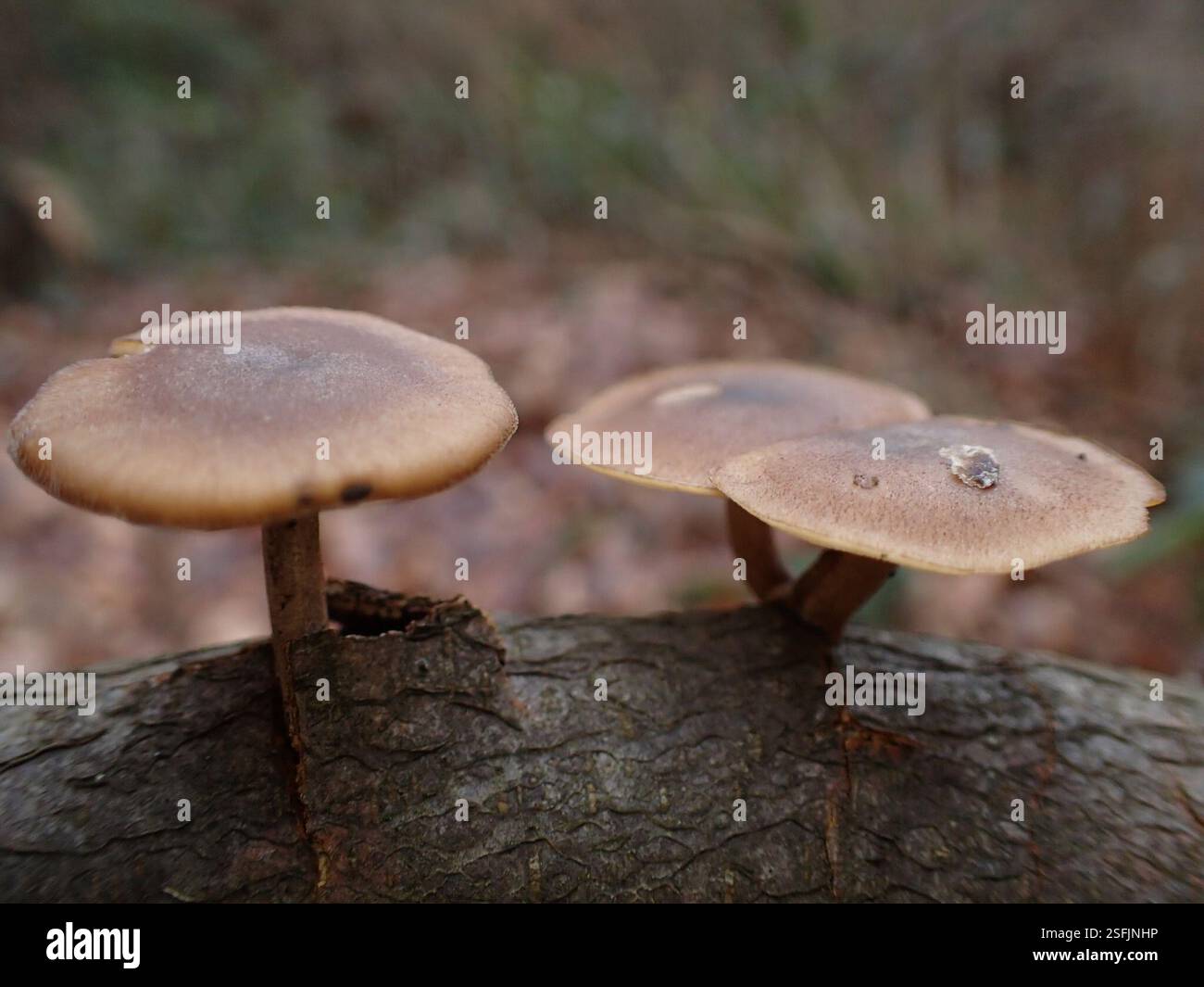Winter polypore (Lentinus brumalis), Fungi, 35039 Marburg, Deutschland ...