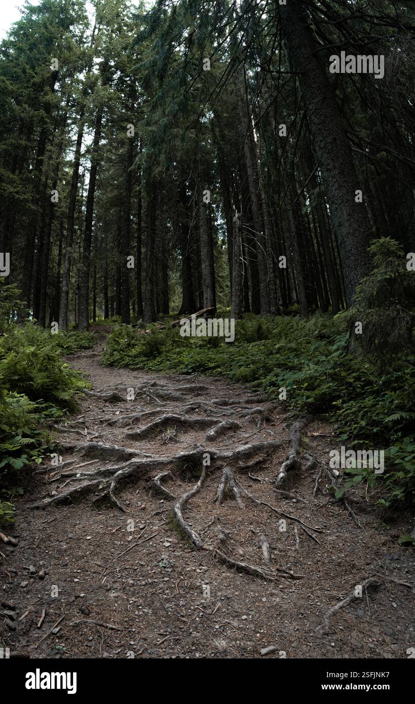 The twisted roots of the trees have surfaced along the forest trail ...
