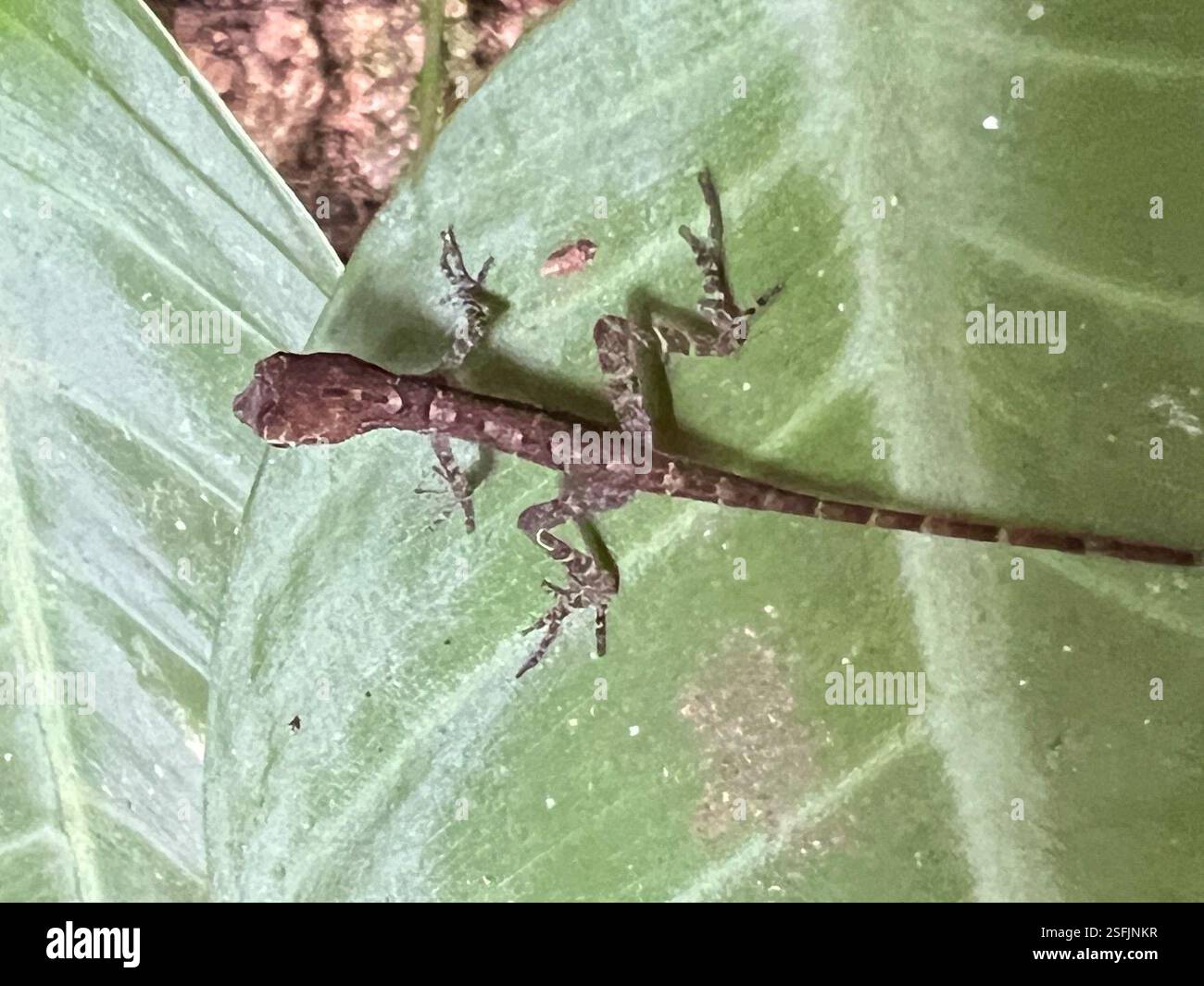 Anoles (Anolis), Reptilia, Pico Bonito National Park, La Ceiba ...