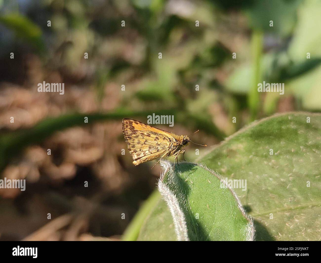 Common Bush Hopper (Ampittia dioscorides), Insecta, Kawkareik Stock ...