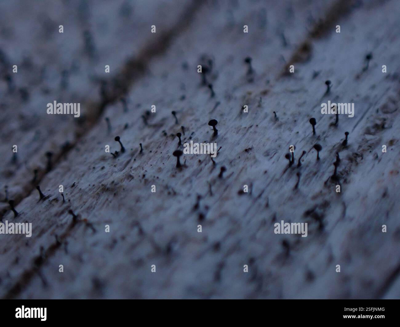 Snag Pin (Mycocalicium subtile), Fungi, Campbell River, BC, Canada, On ...