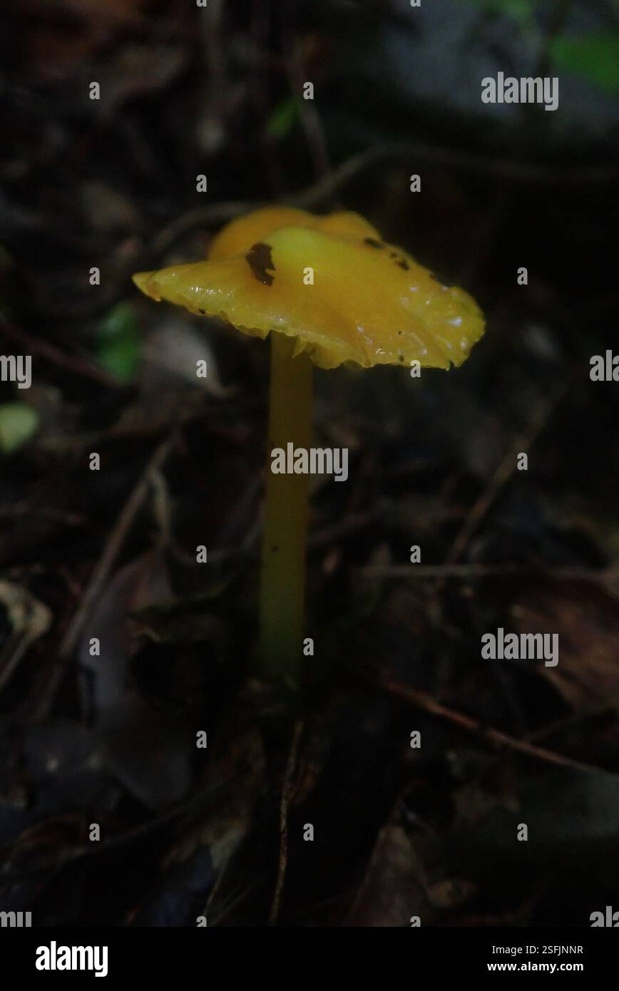 Golden Waxcap (Hygrocybe chlorophana), Fungi, Ehlanzeni District ...